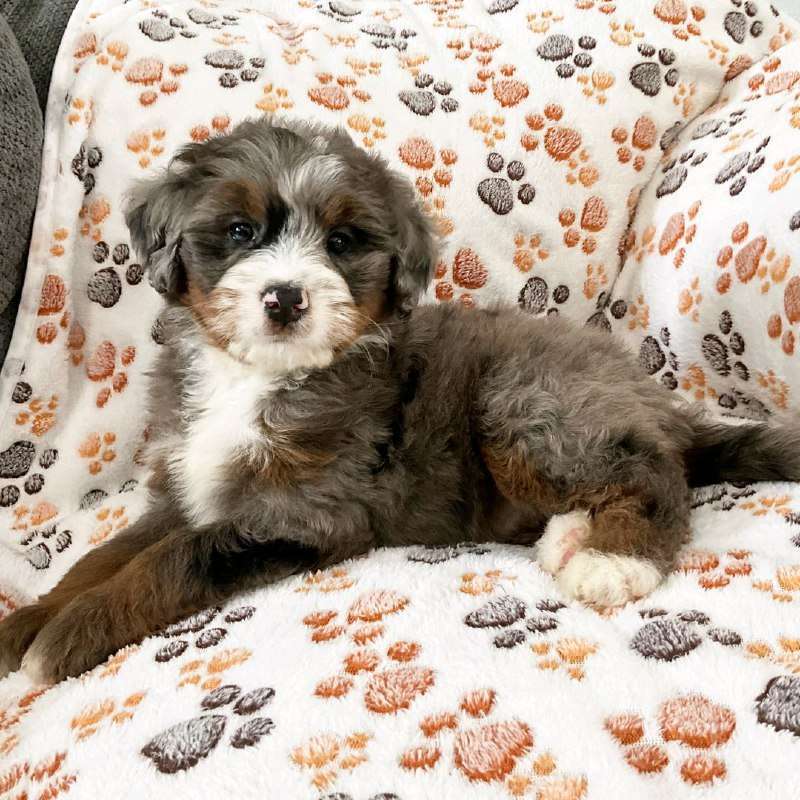 Micro Mini Bernedoodle – Price & Where to Find Puppies